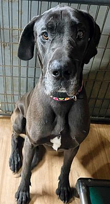 Chicago, IL - Great Dane. Meet MILLER a Pet for Adoption - AdoptaPet.com