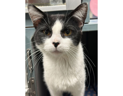 Fort Dodge, IA - Domestic Shorthair/Domestic Mediumhair. Meet Oli a Pet ...