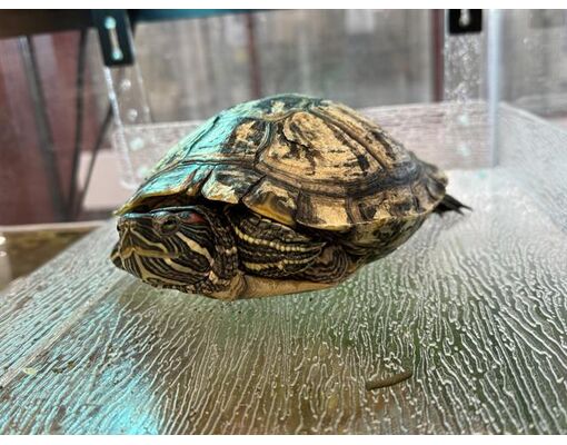 Colorado Springs, CO - Turtle - Water. Meet TOBY WAN KENOBI a Pet for ...