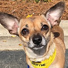 Chihuahua Puppies - Chihuahua Rescue and Adoption Near You