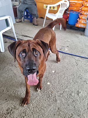 Bellevue, WA - Tosa Inu/Redbone Coonhound. Meet Bloo a Pet for Adoption ...