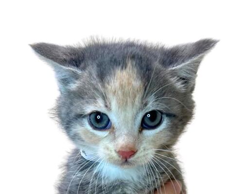 Reno, NV - Domestic Shorthair/Mixed Breed (Medium). Meet Capella ...