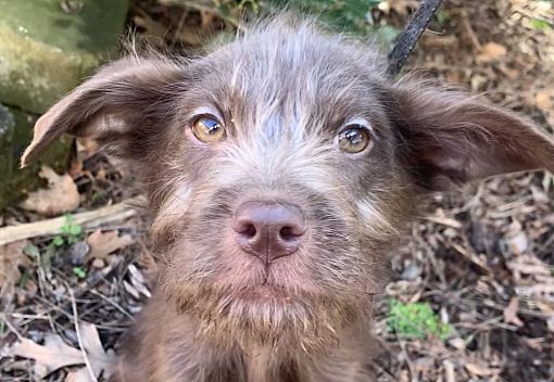Mishawaka, IN - Shar Pei/Miniature Poodle. Meet Squishmallow Bonnie ...
