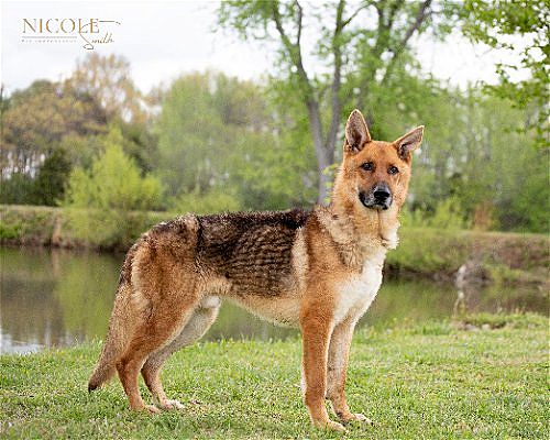 Mt. Airy, MD - German Shepherd Dog. Meet Champ a Pet for Adoption ...