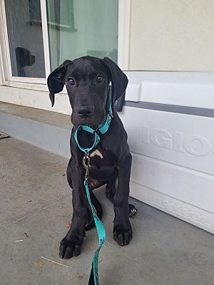 Los Angeles, CA - Great Dane. Meet Raven a Pet for Adoption - AdoptaPet.com