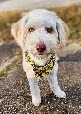 Windsor, VA - Miniature Poodle/Golden Retriever. Meet Goldie a Pet for ...