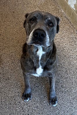 Ridgely, MD - Cane Corso. Meet Fleece a Pet for Adoption - AdoptaPet.com