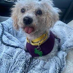 San Diego, CA - Poodle (Miniature). Meet Delfina a Pet for Adoption ...
