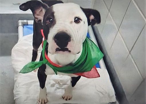 Benton, PA - American Staffordshire Terrier/Mixed Breed (Medium). Meet ...