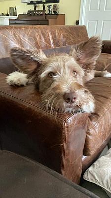 Wellington, FL - Border Collie/Airedale Terrier. Meet Jasper a Pet for ...