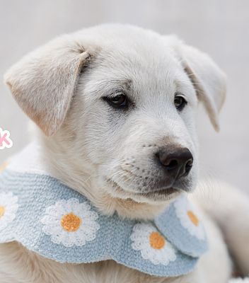 Langley, BC - Labrador Retriever/Pointer. Meet Taebok (S. Korea) HZ a ...