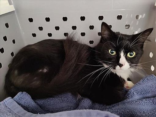 Springfield, MA - Domestic Mediumhair. Meet SASHA a Pet for Adoption ...