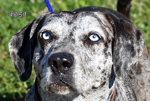 Okeechobee, FL - Catahoula Leopard Dog. Meet Pepper a Pet for Adoption ...