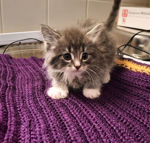 Albuquerque, NM - Domestic Mediumhair. Meet SILAS a Pet for Adoption ...