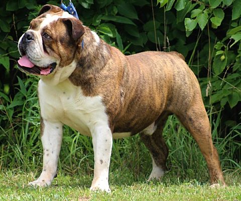 Wright City, MO - Olde English Bulldogge. Meet BAXTER a Pet for ...