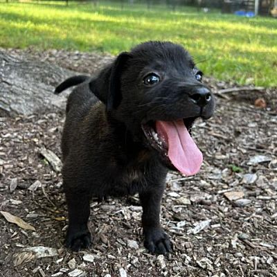 Raleigh, NC - Feist/Mixed Breed (Small). Meet Brene Brown a Pet for ...