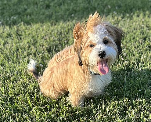 Windsor, VA - Poodle (Miniature)/Shih Tzu. Meet Bluey a Pet for ...