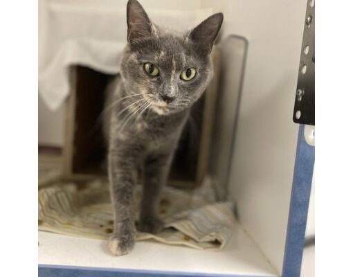 Philadelphia, PA - Domestic Shorthair. Meet MeMe a Pet for Adoption ...