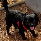 Papillon Puppies - Papillon Rescue and Adoption Near You