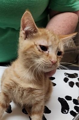 Rome, GA - Domestic Shorthair. Meet ALMA a Pet for Adoption - AdoptaPet.com