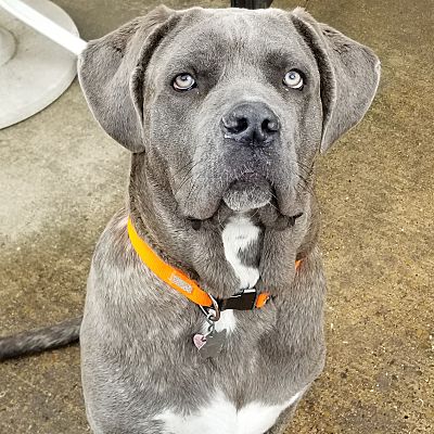 Dallas, TX - Cane Corso/Mastiff. Meet Stokely Huey Montero a Pet for ...