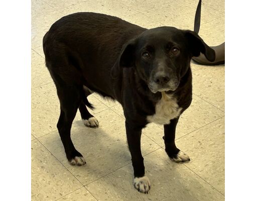Natchez, MS - Border Collie. Meet Luna a Pet for Adoption - AdoptaPet.com