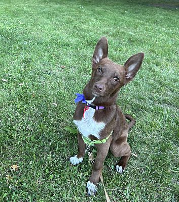 Oxford, MI - Australian Shepherd/Pointer. Meet brilliant “Bobbie” a Pet ...