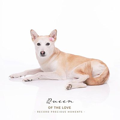 Bayside, NY - Shiba Inu/Jindo. Meet Queen a Pet for Adoption ...