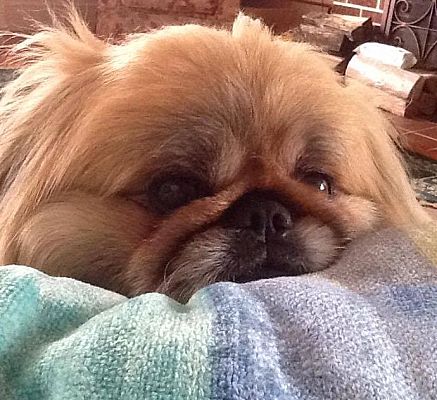 Richmond, VA - Pekingese. Meet Timothy/Mugsie a Pet for Adoption ...