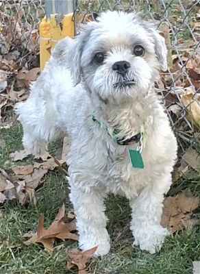 Clarkston, MI - Maltese/Shih Tzu. Meet Ace a Pet for Adoption ...