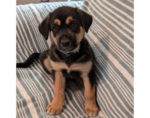 Sturtevant, WI - Australian Shepherd/German Shepherd Dog. Meet Zoomy a ...