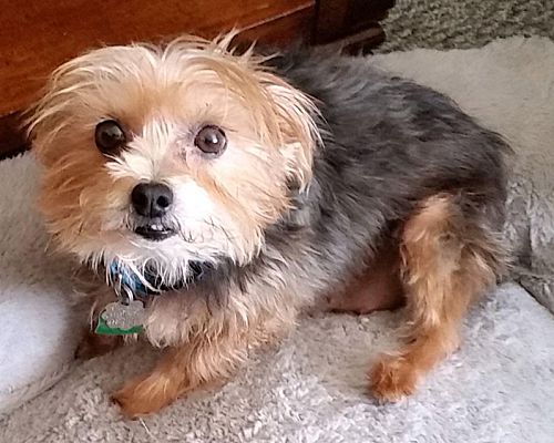 Saint Mary's, GA - Yorkie, Yorkshire Terrier. Meet Stormie a Pet for ...