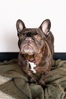 St. Louis Park, MN - French Bulldog. Meet Bleeker a Pet for Adoption ...