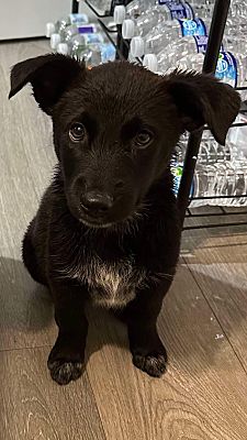 Lewis Center, OH - Blue Heeler/Labrador Retriever. Meet Lucky (7 Disney ...