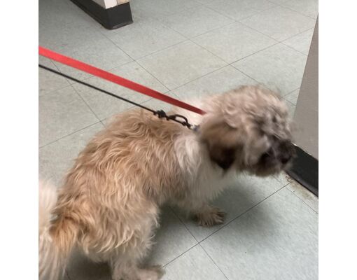Philadelphia, PA - Lhasa Apso. Meet Temple a Pet for Adoption ...