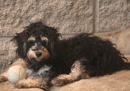 Mansfield, MA - Tibetan Terrier/Havanese. Meet Hewitt a Pet for ...