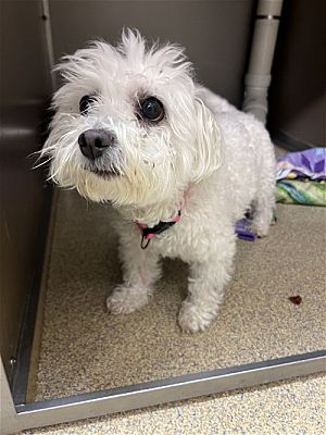 Virginia Beach, VA - Maltese. Meet 2402-0464 Muffin a Pet for Adoption ...