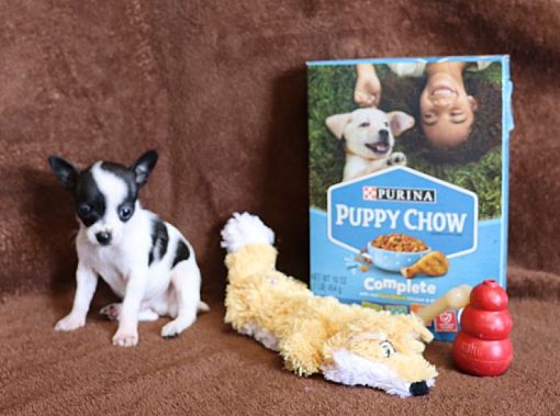 Baltimore, MD - Chihuahua. Meet Declan a Pet for Adoption - AdoptaPet.com