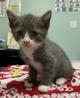 Duncan, BC - Domestic Shorthair. Meet Socks a Pet for Adoption ...