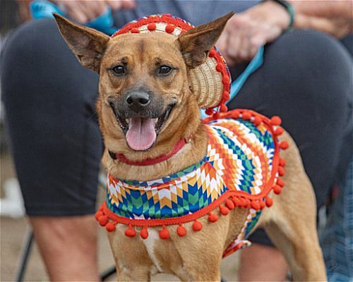 St. Louis, MO - Chihuahua/Terrier (Unknown Type, Medium). Meet Chachi a ...