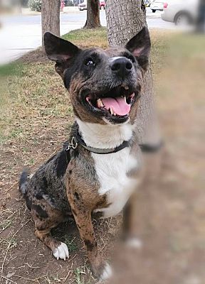 Edmond, WA - Catahoula Leopard Dog/Australian Kelpie. Meet Indio a Pet ...