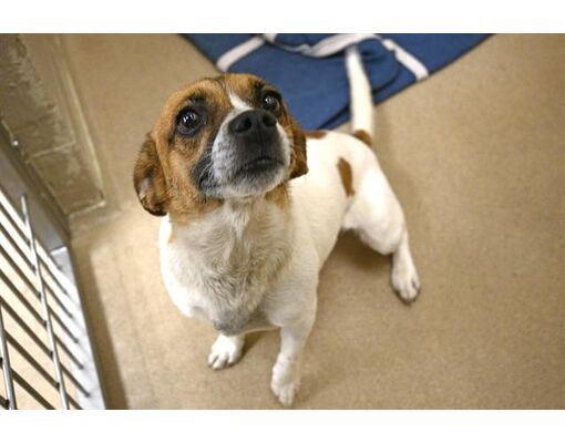 Decatur, IL - Jack Russell Terrier. Meet PEBBLES a Pet for Adoption ...