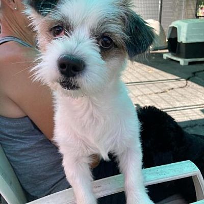Long Beach, CA - Shih Tzu/Cockapoo. Meet Murphy a Pet for Adoption ...