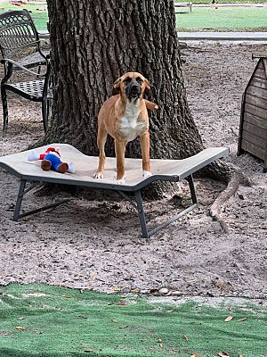 Citra, FL - Black Mouth Cur/Mixed Breed (Medium). Meet Betty a Pet for ...