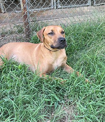 Cleveland, OK - Rhodesian Ridgeback/Black Mouth Cur. Meet Rex a Pet for ...