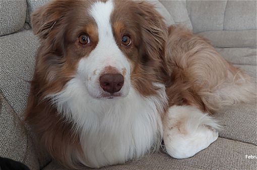 Brooklyn Center, MN - Australian Shepherd. Meet Roscoe P a Pet for ...