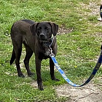 Adopt - Companion Pet Rescue