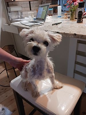 Indianapolis, IN - Maltese. Meet Benji a Pet for Adoption - AdoptaPet.com