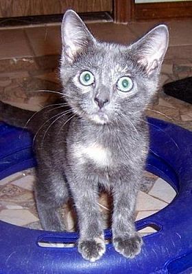 Oklahoma City, OK - Domestic Shorthair. Meet Puggle a Pet for Adoption ...