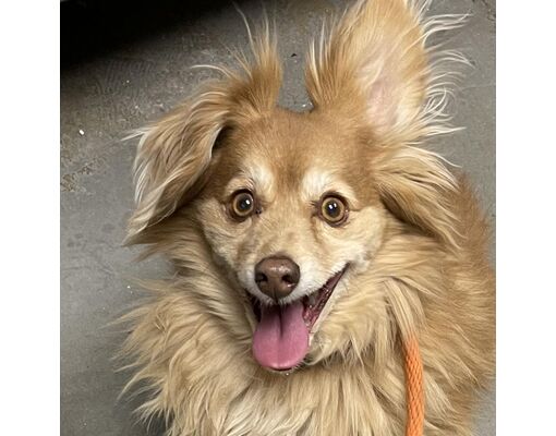 Yuma, AZ - Pomeranian. Meet Stewart a Pet for Adoption - AdoptaPet.com